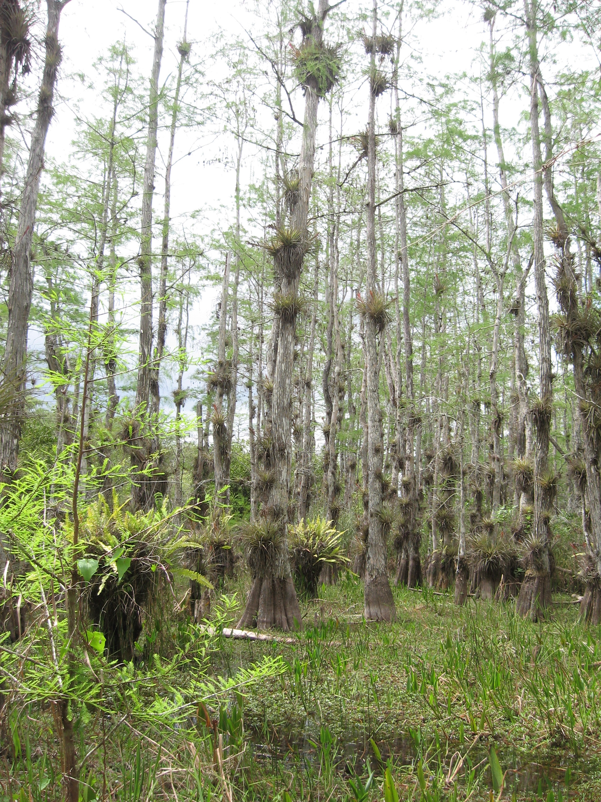 Cypress Slough | Pics4Learning