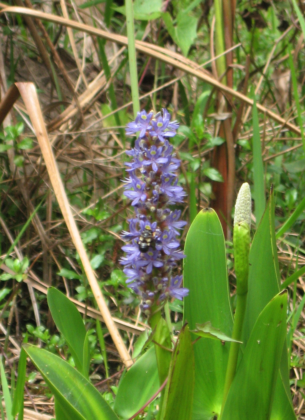 Water Hyacinth | Pics4Learning
