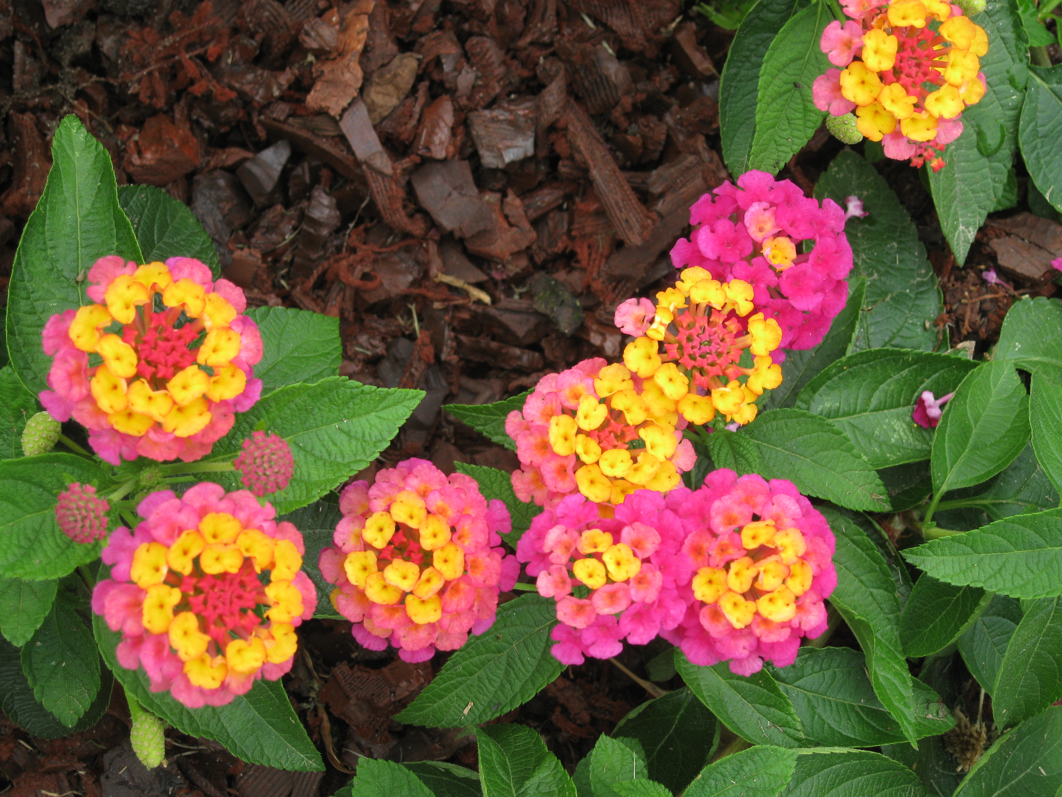 lantana | Pics4Learning