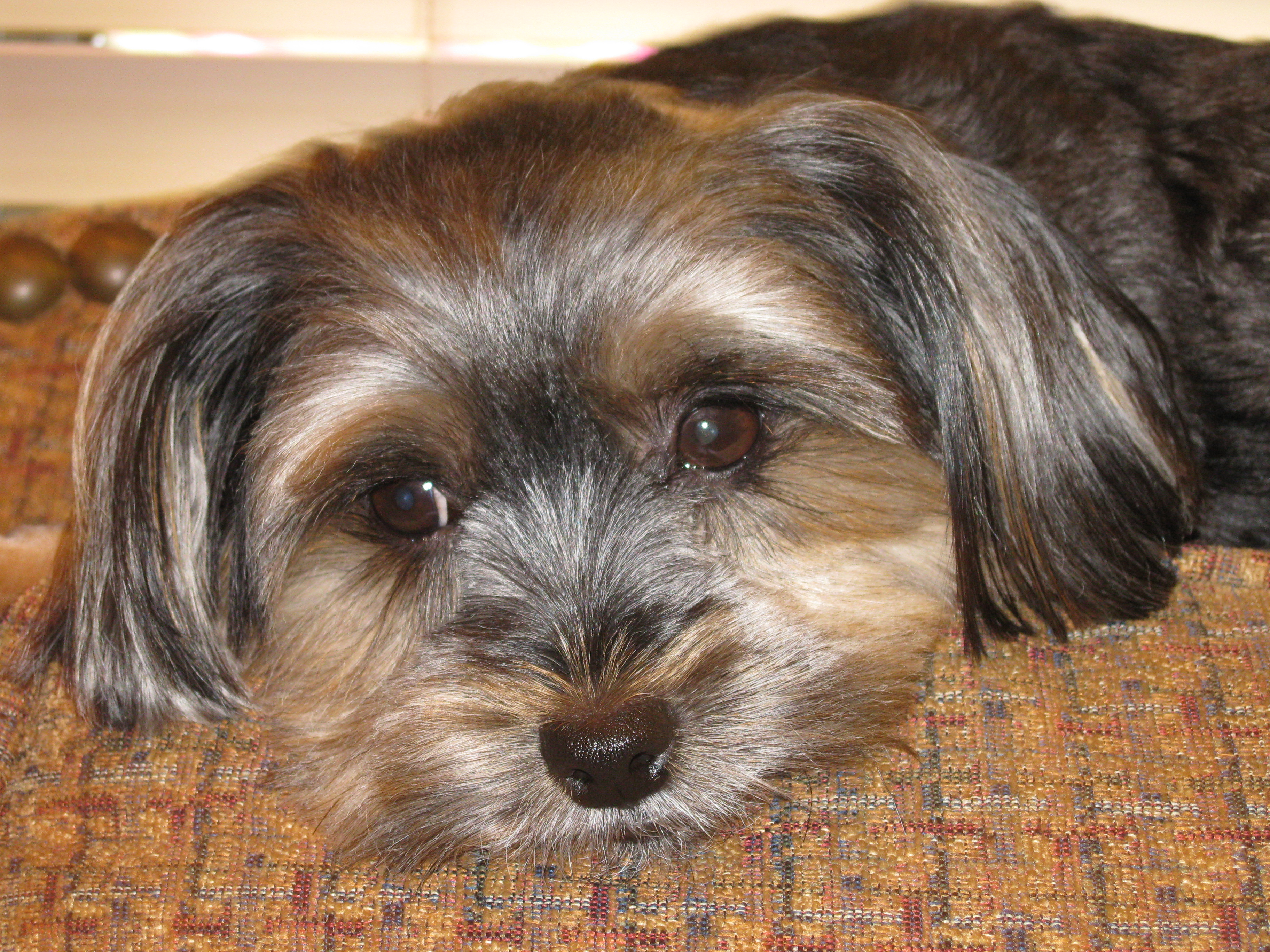 Yorkipoo | Pics4Learning