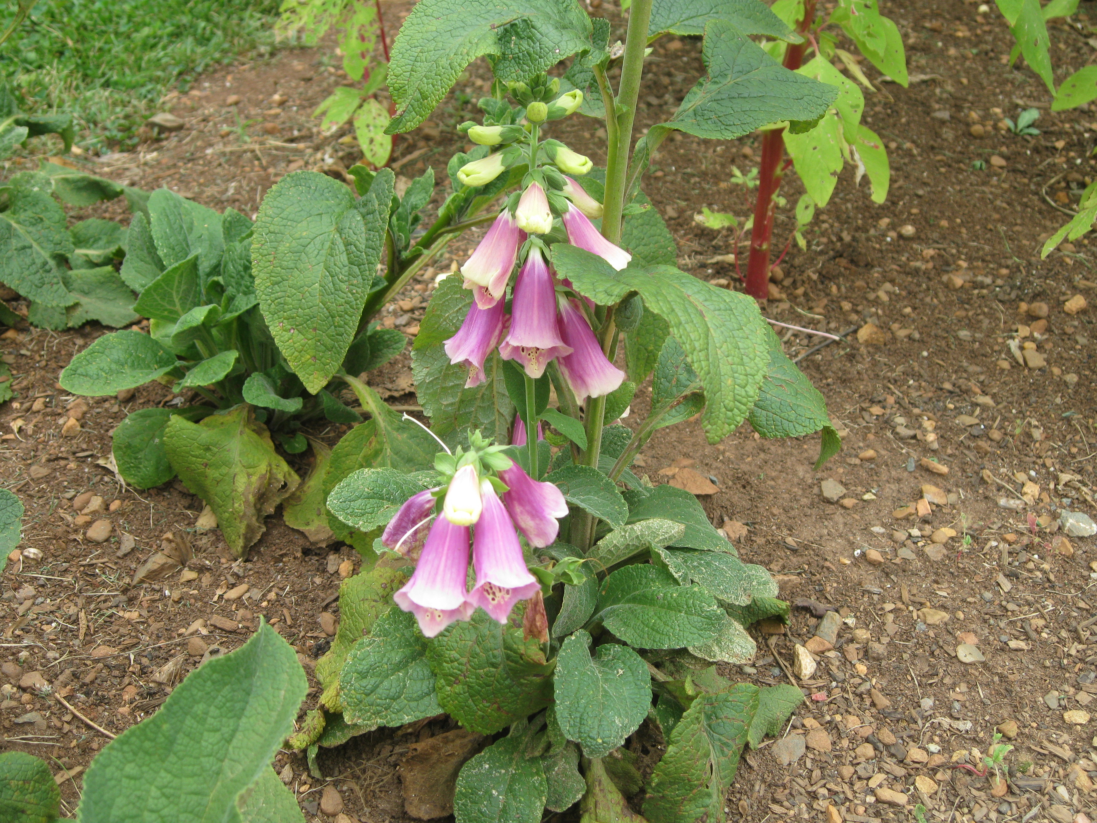 Foxglove | Pics4Learning