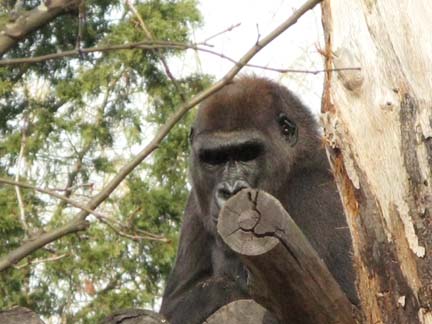 gorilla | Pics4Learning