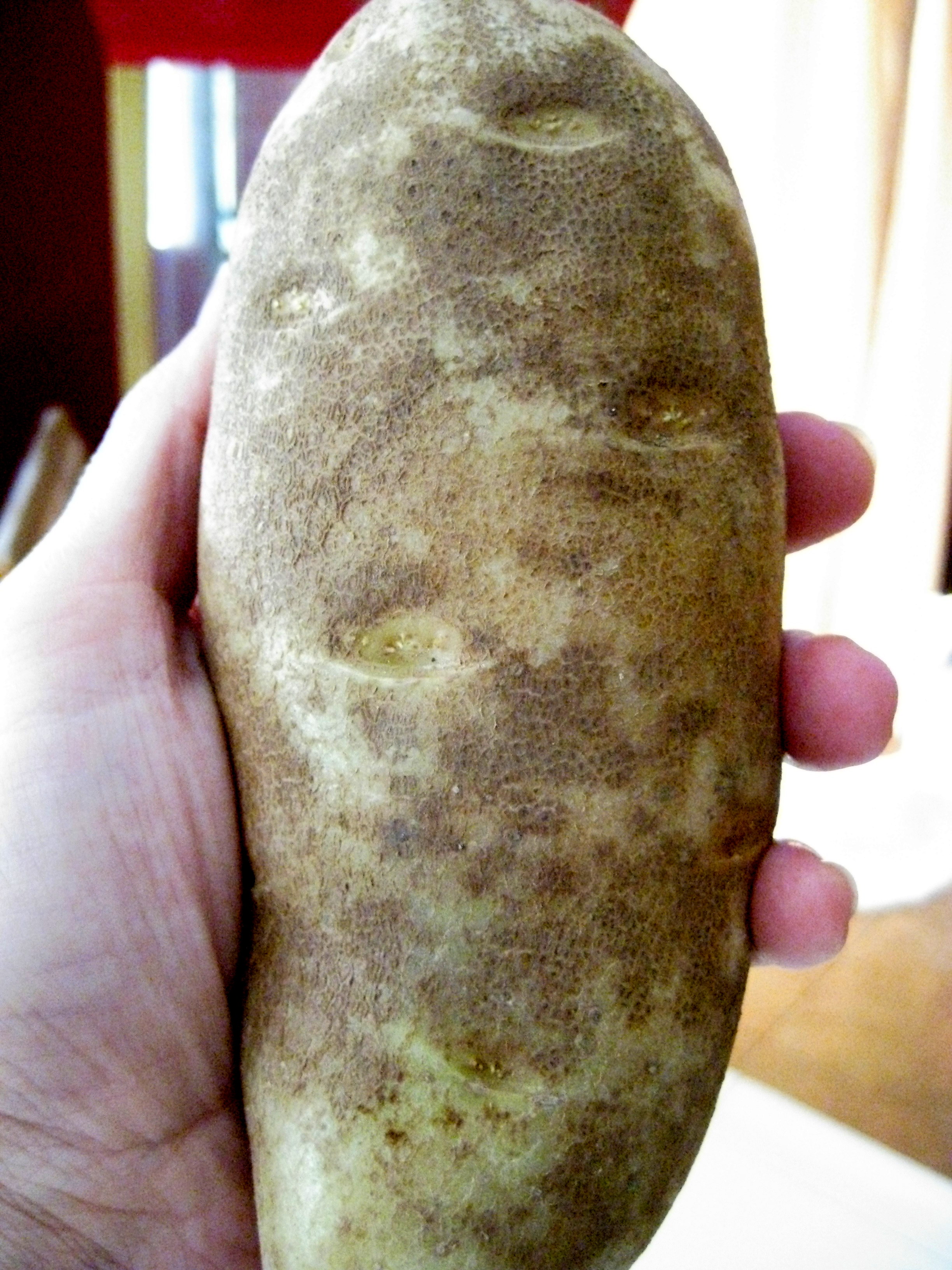 Large Potato | Pics4Learning