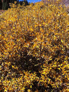 fall willows | Pics4Learning