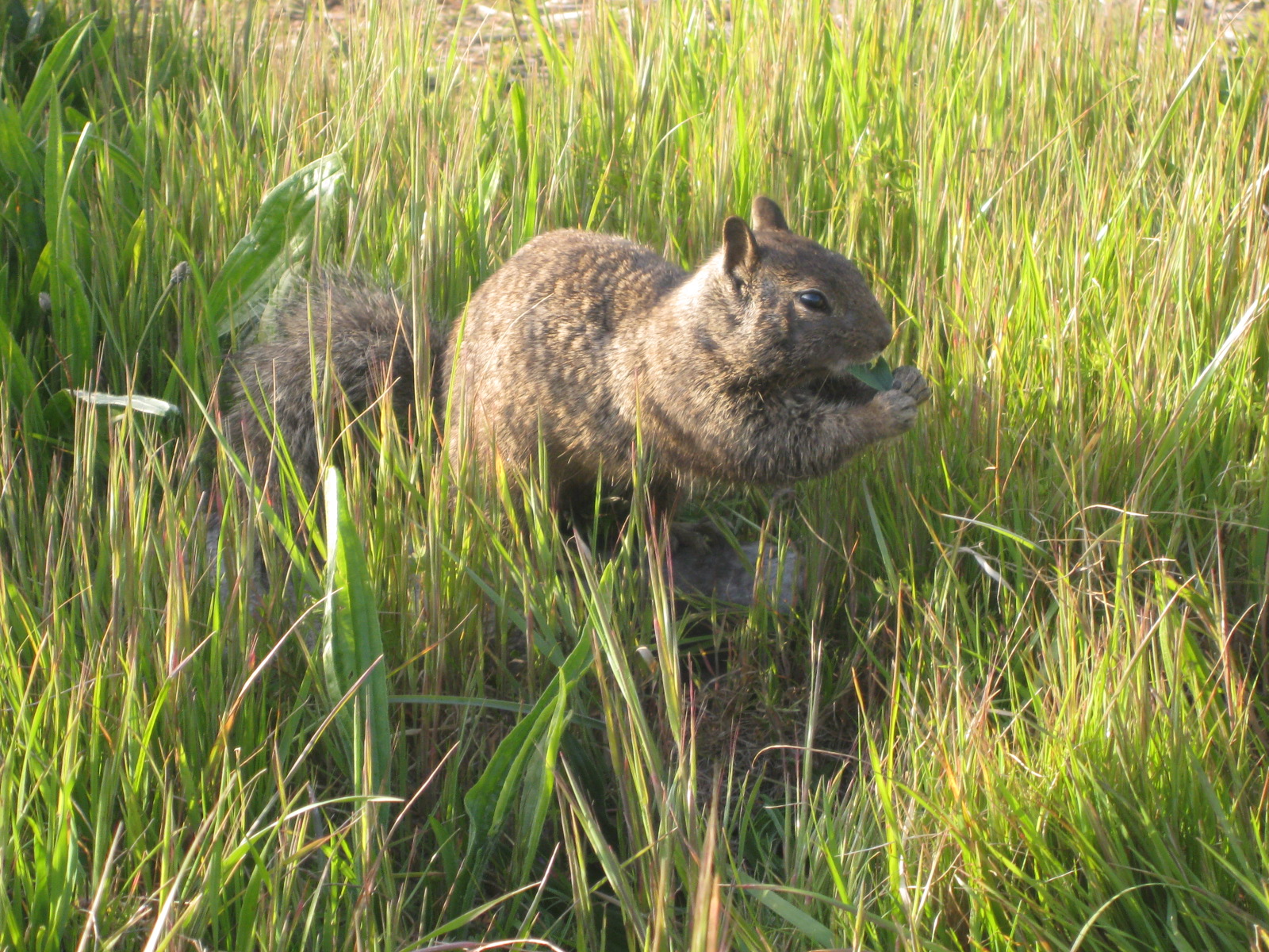 Squirrel | Pics4Learning