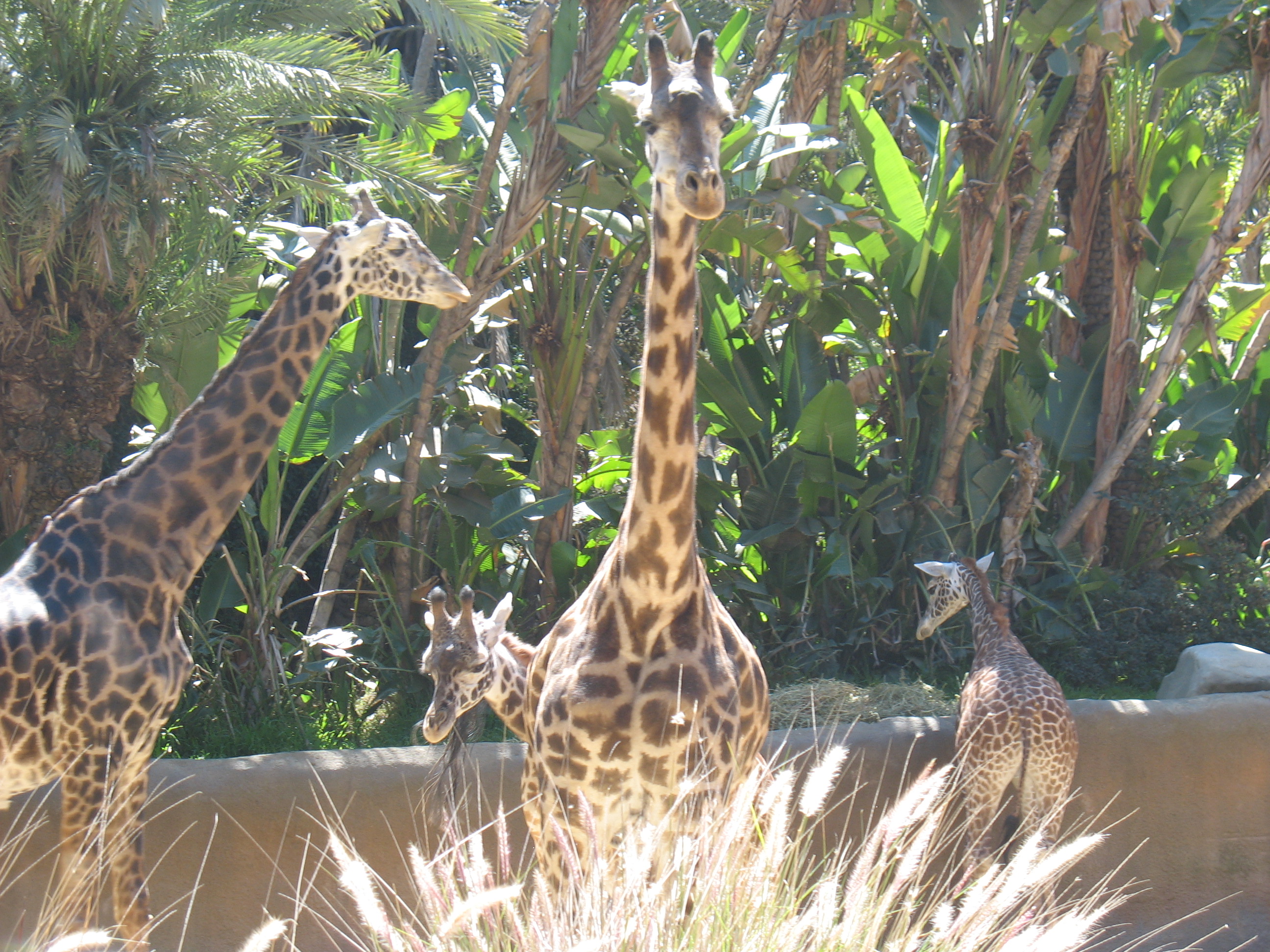 Giraffes | Pics4Learning