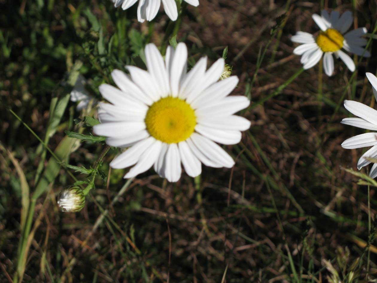 daisy | Pics4Learning