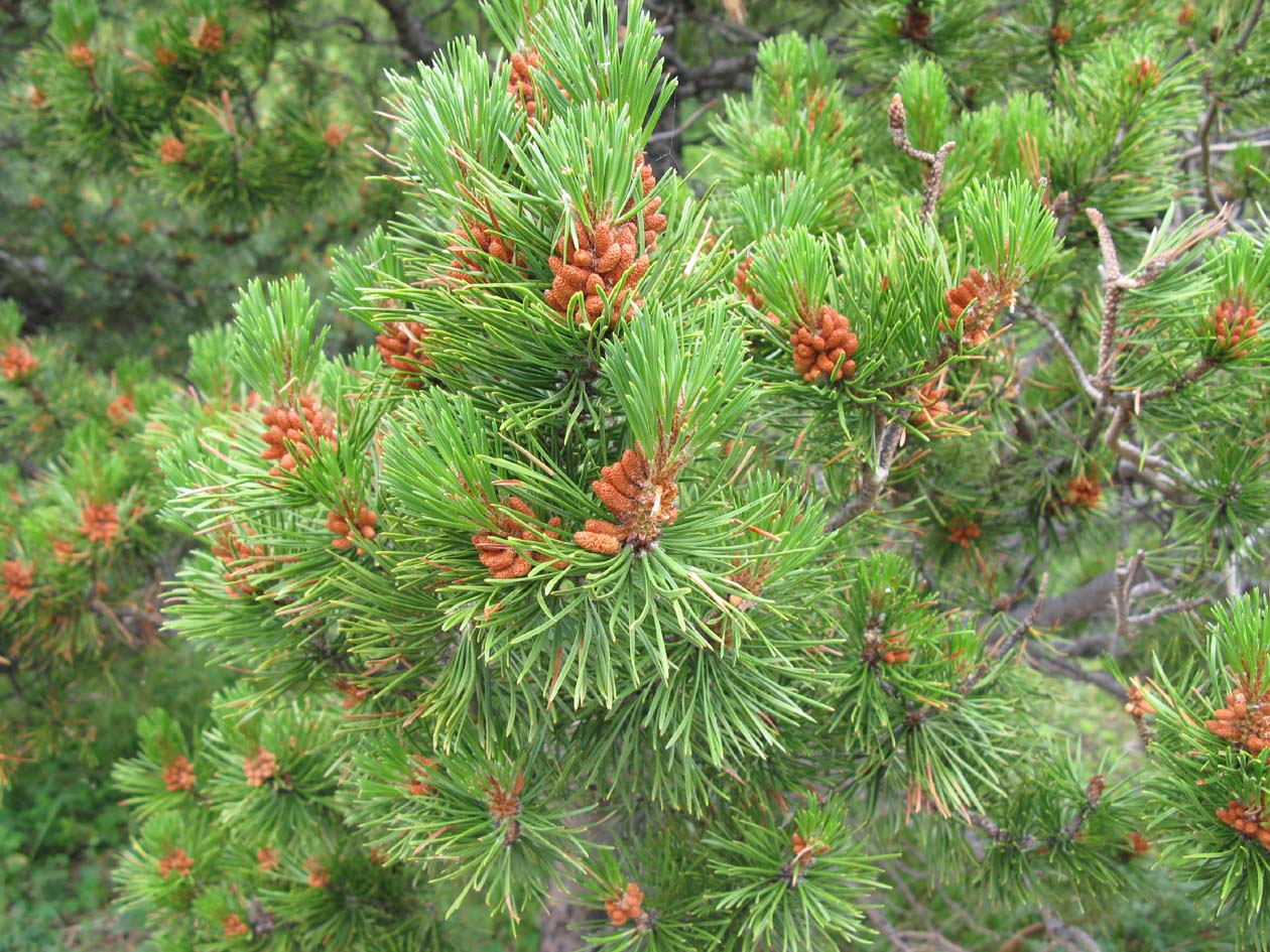 fir tree | Pics4Learning