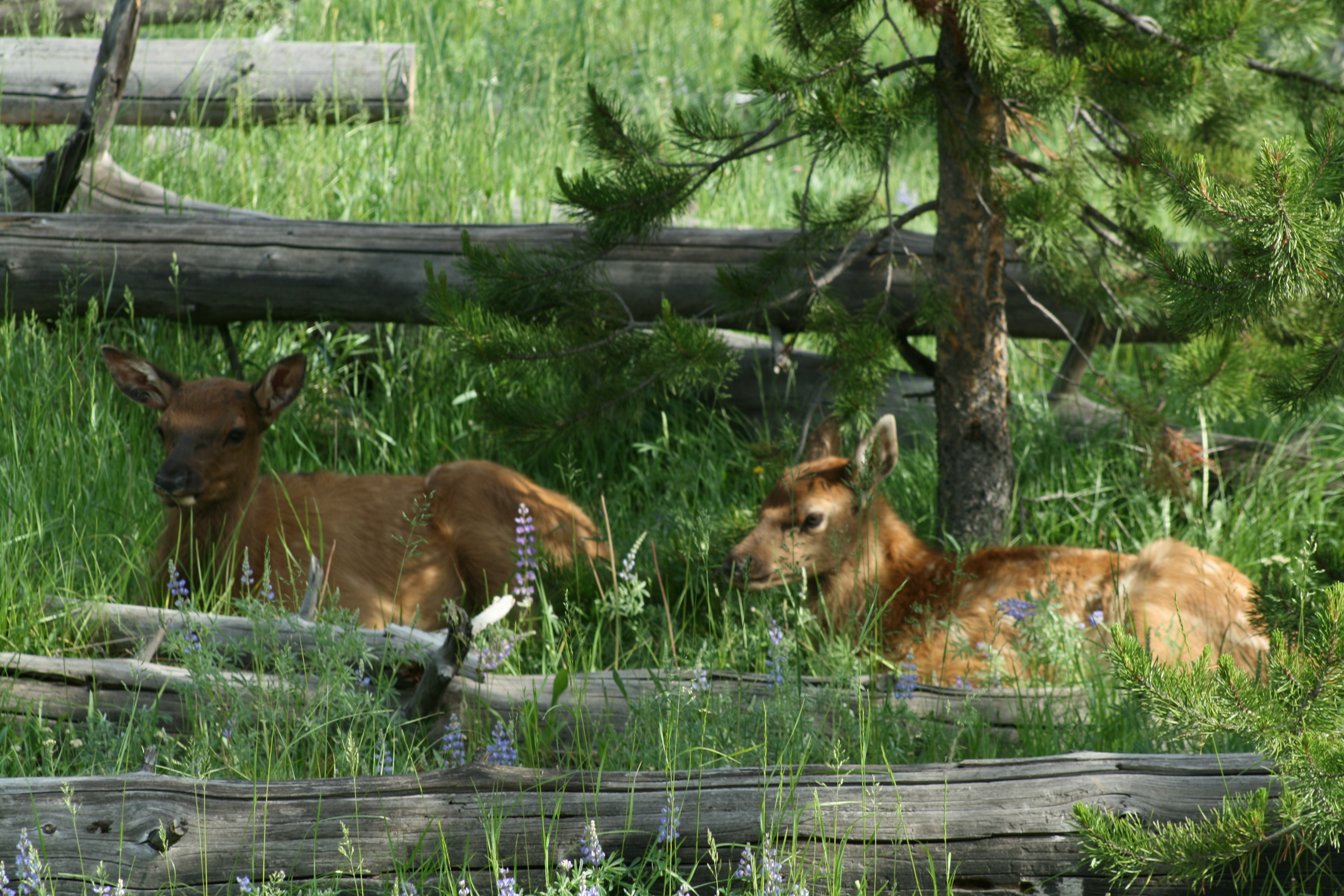 Hiding in the grass | Pics4Learning