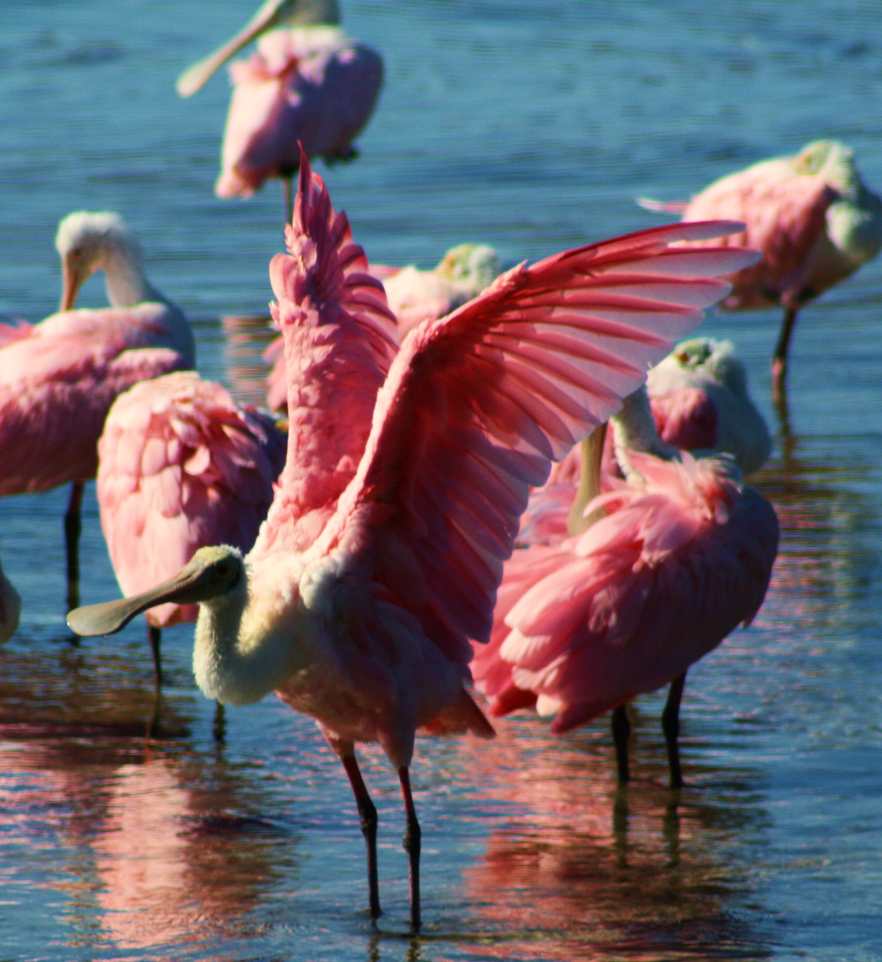 Drying off | Pics4Learning