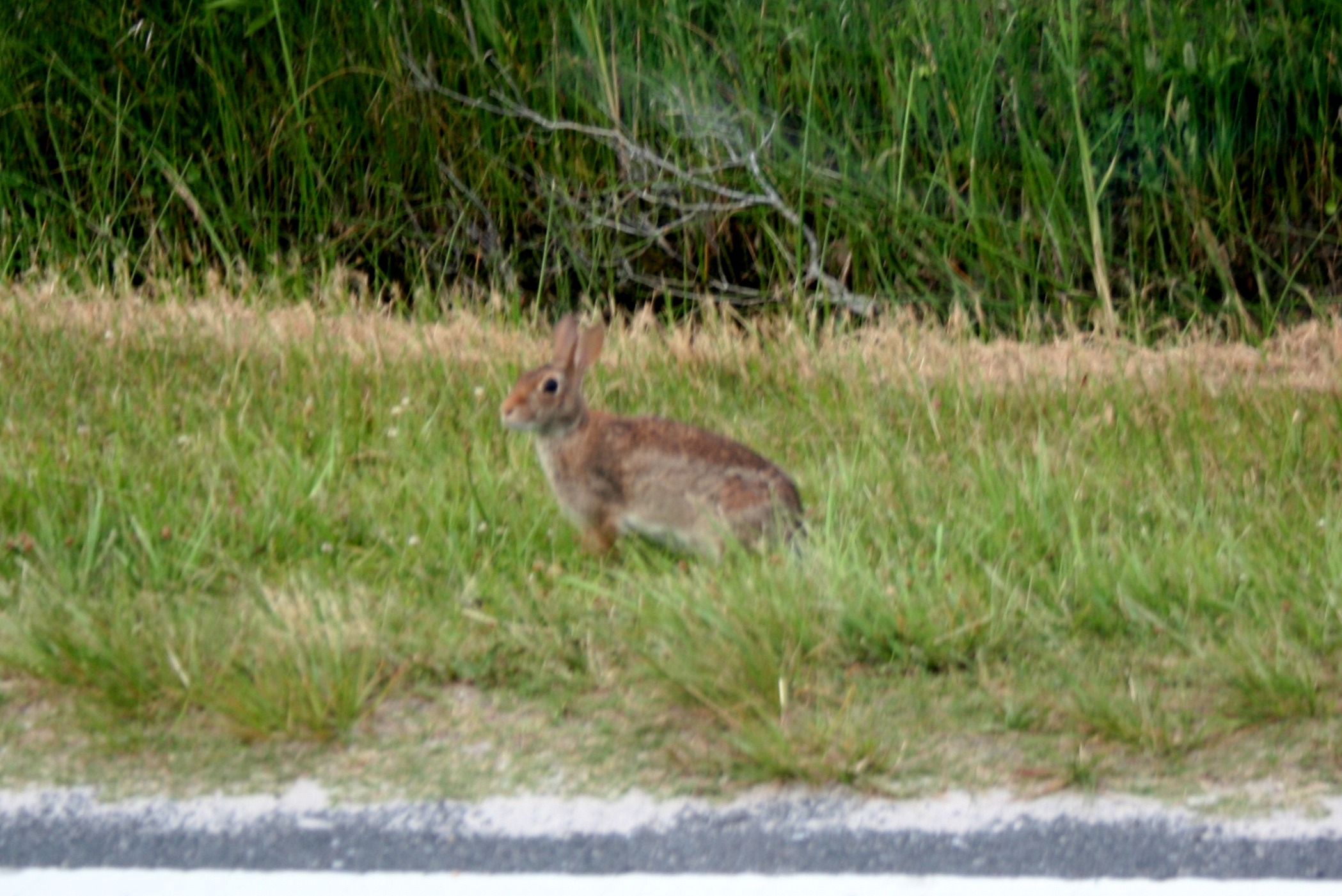 Wild Rabbit by the Road | Pics4Learning
