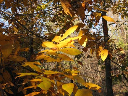 fall leaves | Pics4Learning