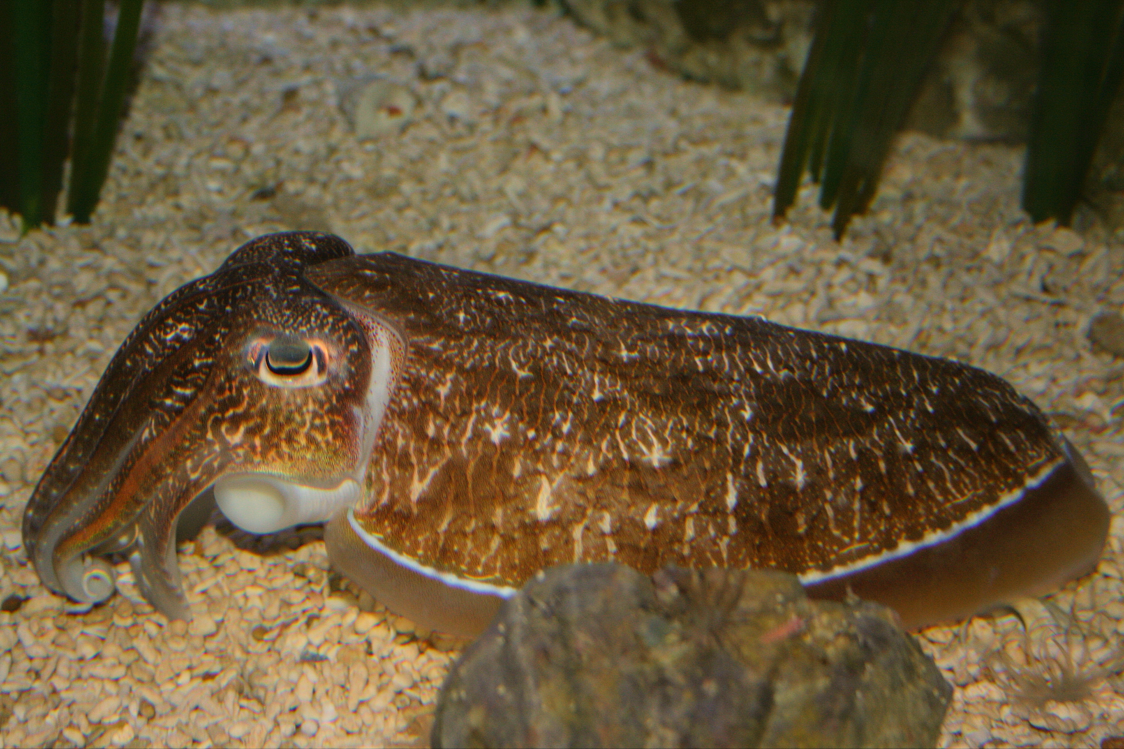 Cuttlefish | Pics4Learning