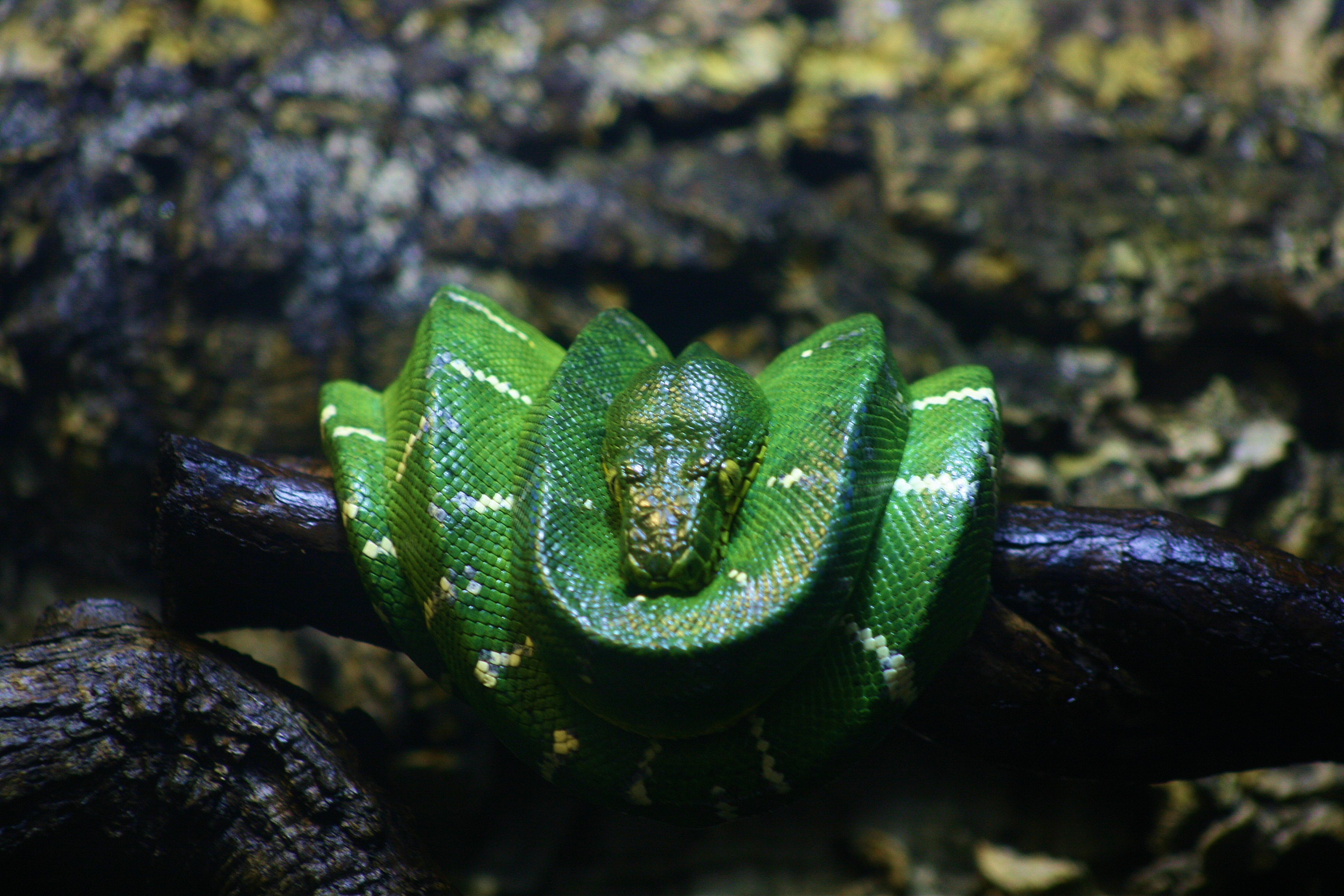 Verdi the Snake | Pics4Learning