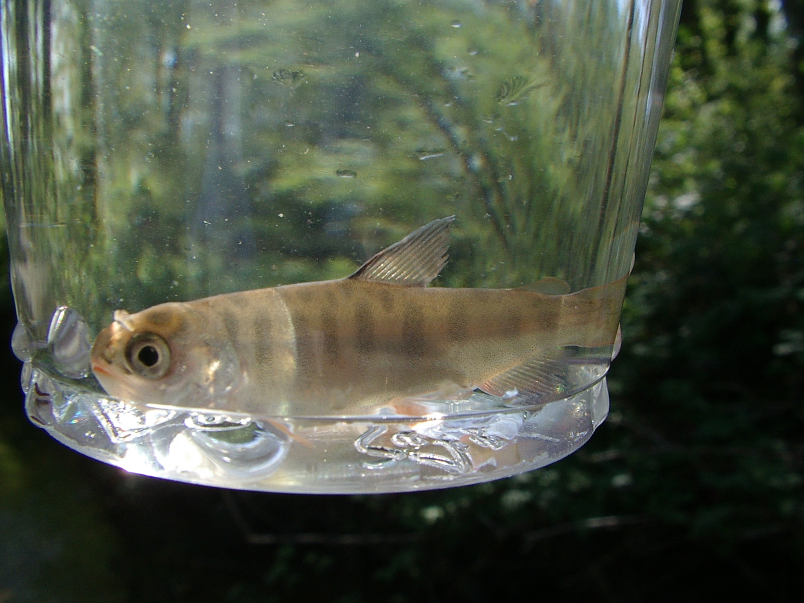 Coho Fry ready for release into Serpentine River | Pics4Learning