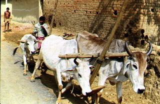 Oxen pulling load in Ulgora India | Pics4Learning