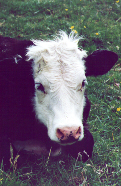 Irish Cow | Pics4Learning