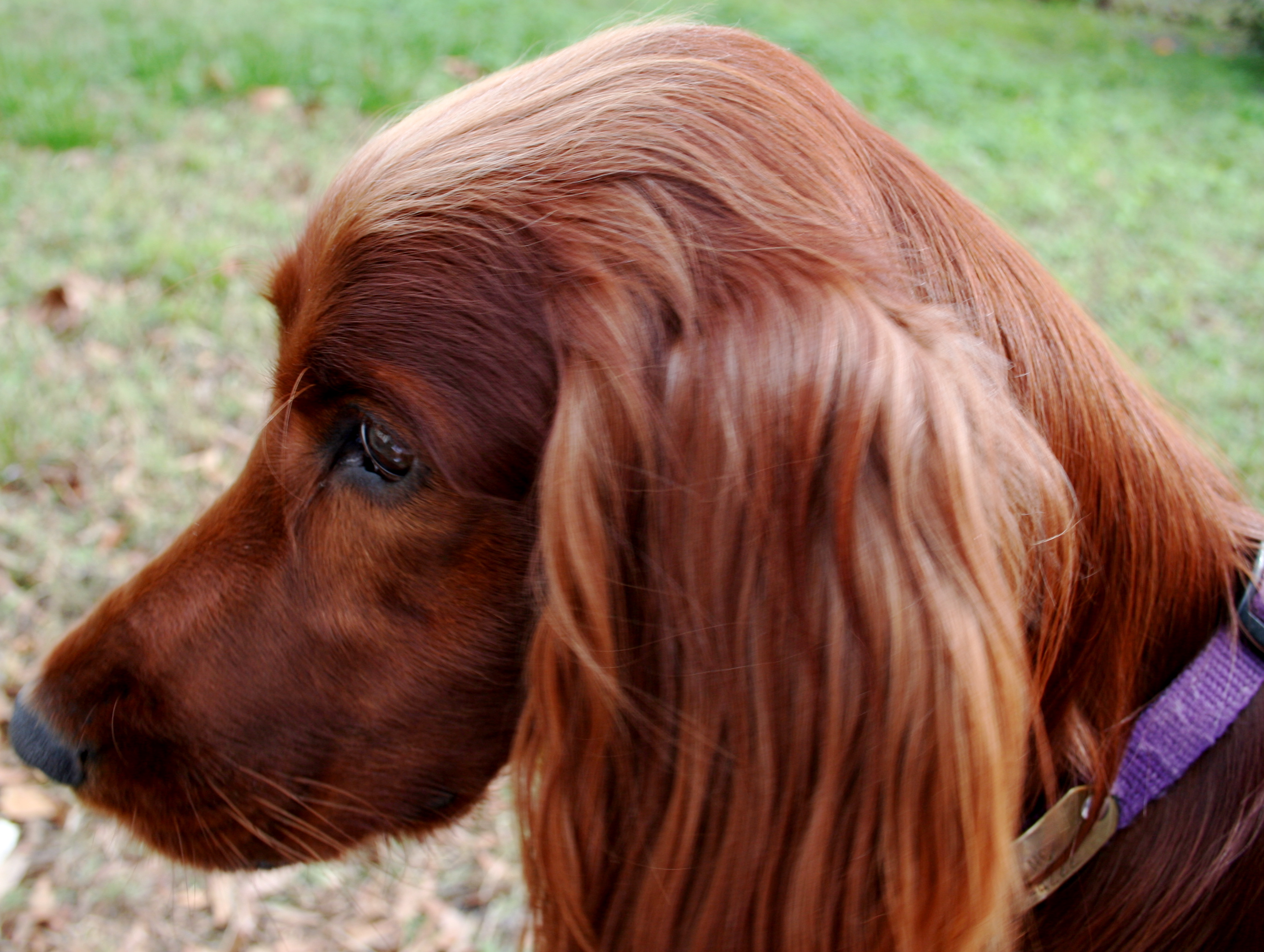 Lucy my Irish Setter | Pics4Learning