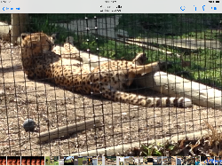 Free Photos for Education | Pics4Learning