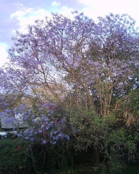 Jacarundi Tree | Pics4Learning