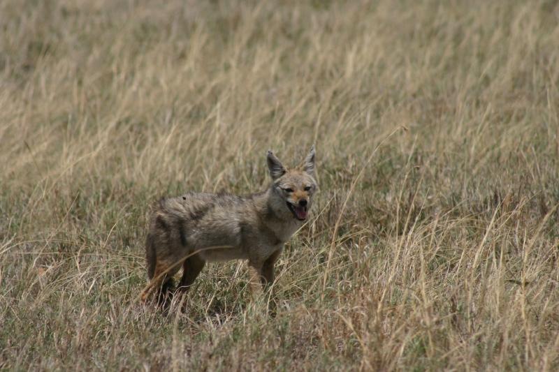 Jackal | Pics4Learning