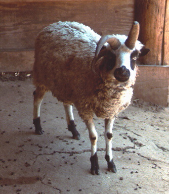 Jacob Sheep | Pics4Learning