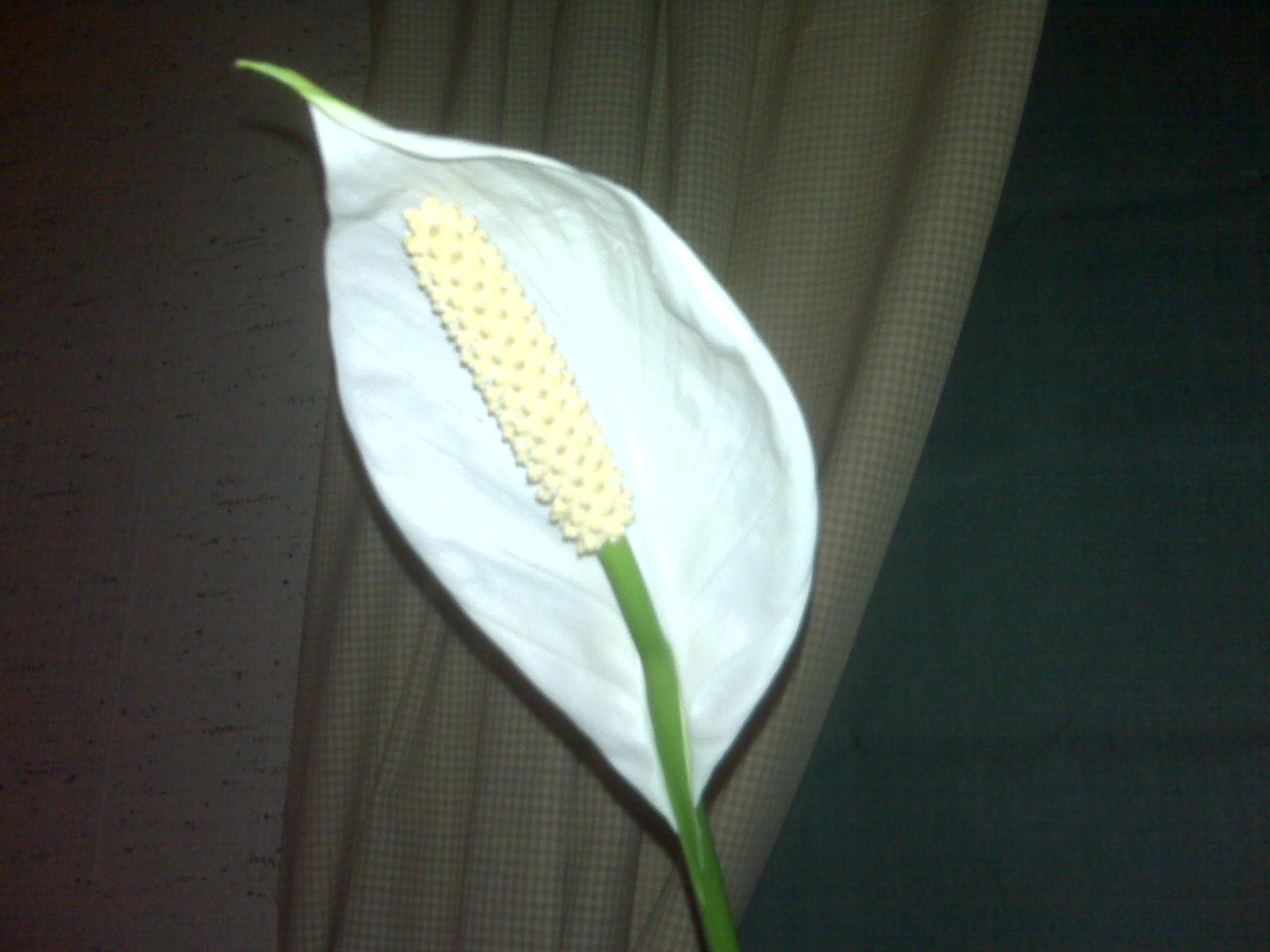 Peace Lilly Flower | Pics4Learning