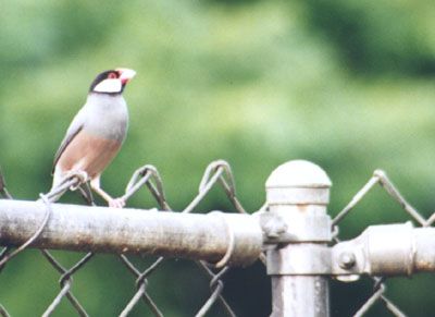 Hawai'i Java Finch | Pics4Learning