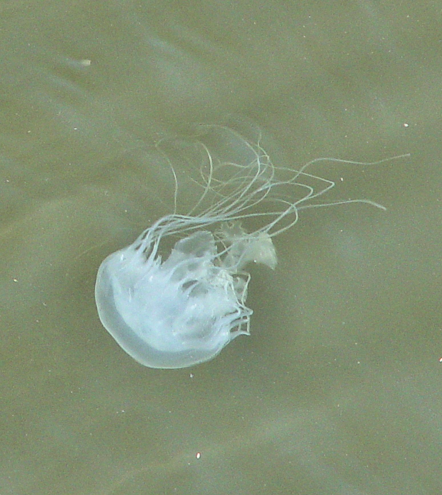 Jellyfish in the wild | Pics4Learning
