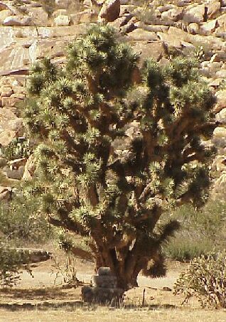 Joshua Tree | Pics4Learning