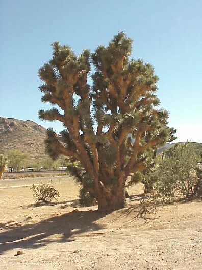 Joshua Tree | Pics4Learning