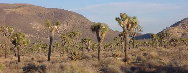 Joshua Tree Panorama | Pics4Learning