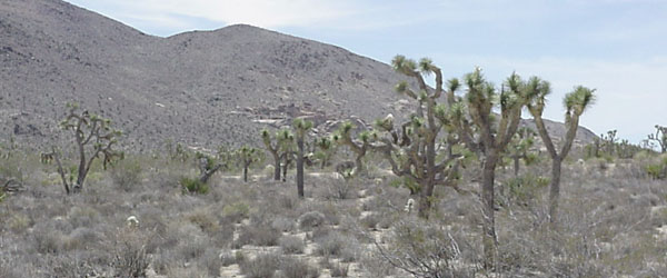 Joshua Trees! | Pics4Learning