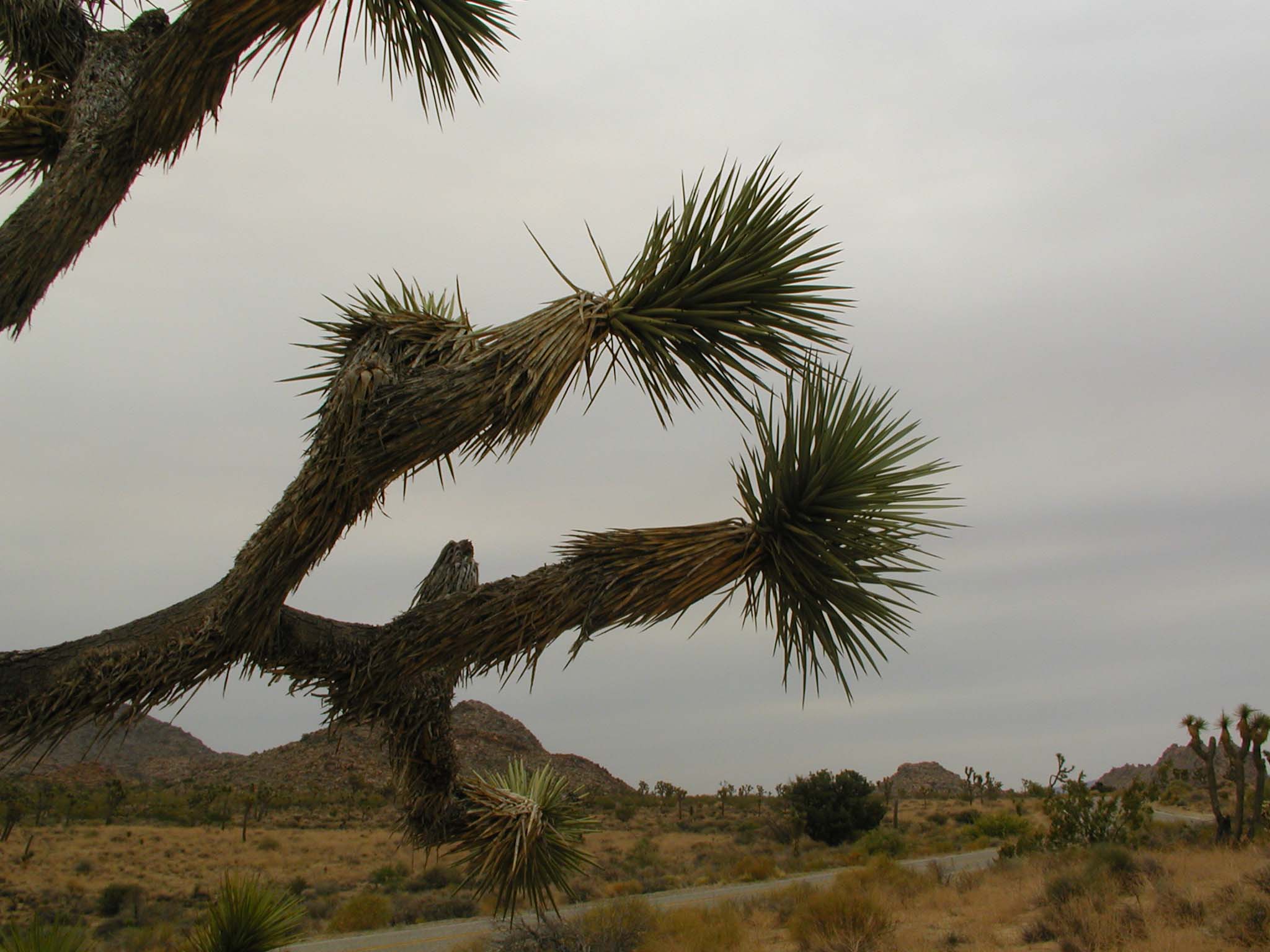 joshua tree | Pics4Learning
