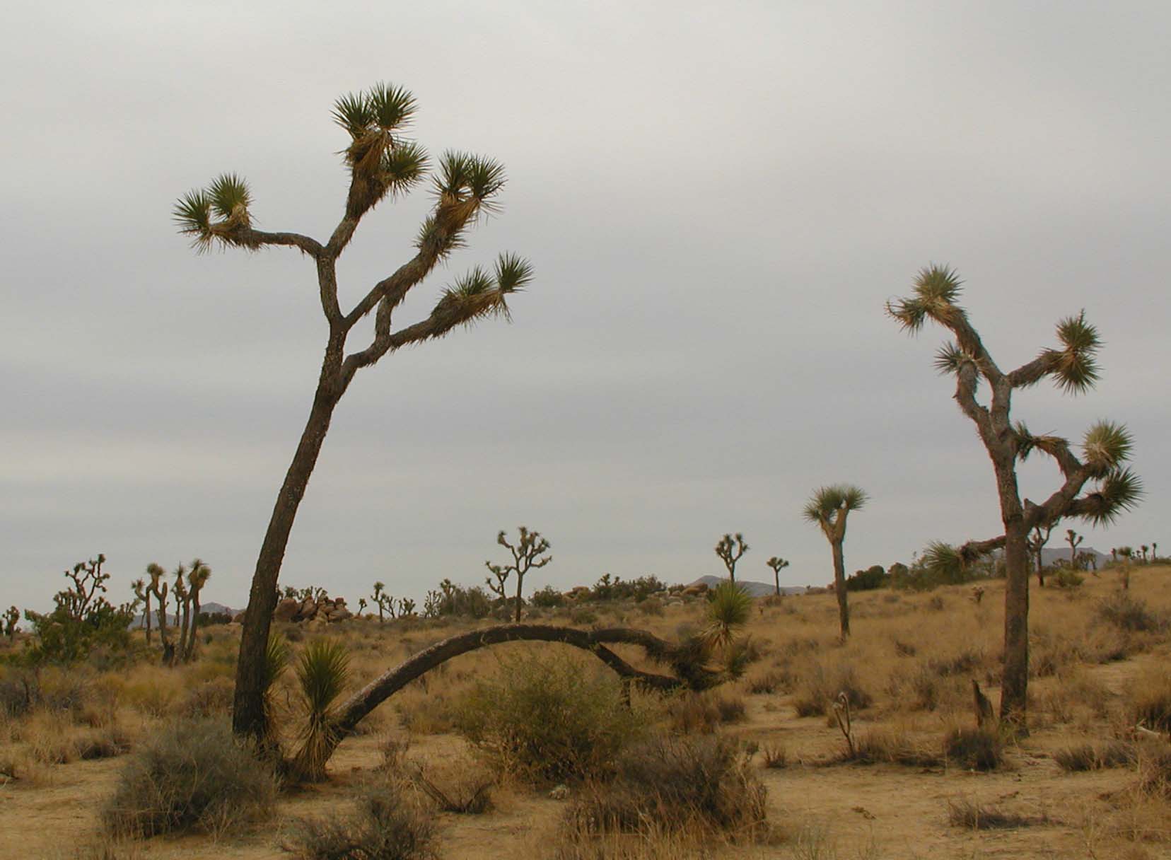 joshua trees | Pics4Learning