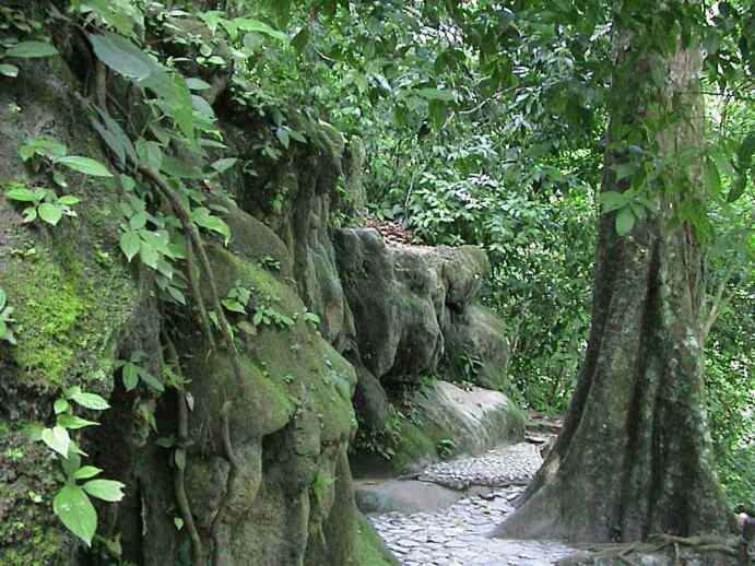 Jungle Path | Pics4Learning