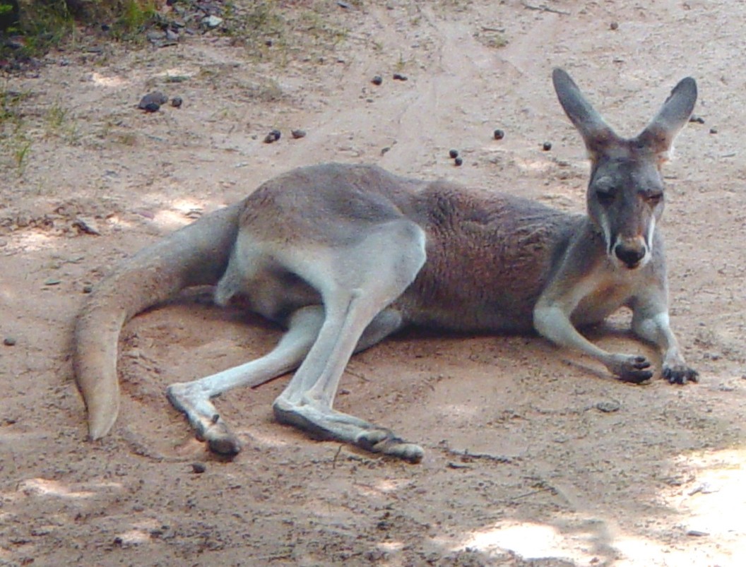 Just Resting | Pics4Learning