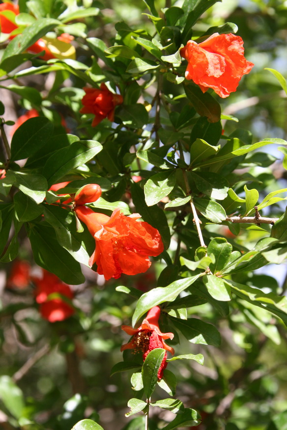 Hibiscus | Pics4Learning