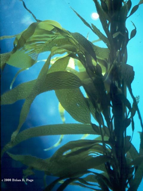 Kelp | Pics4Learning