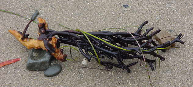 Kelp root washed ashore in San Diego | Pics4Learning