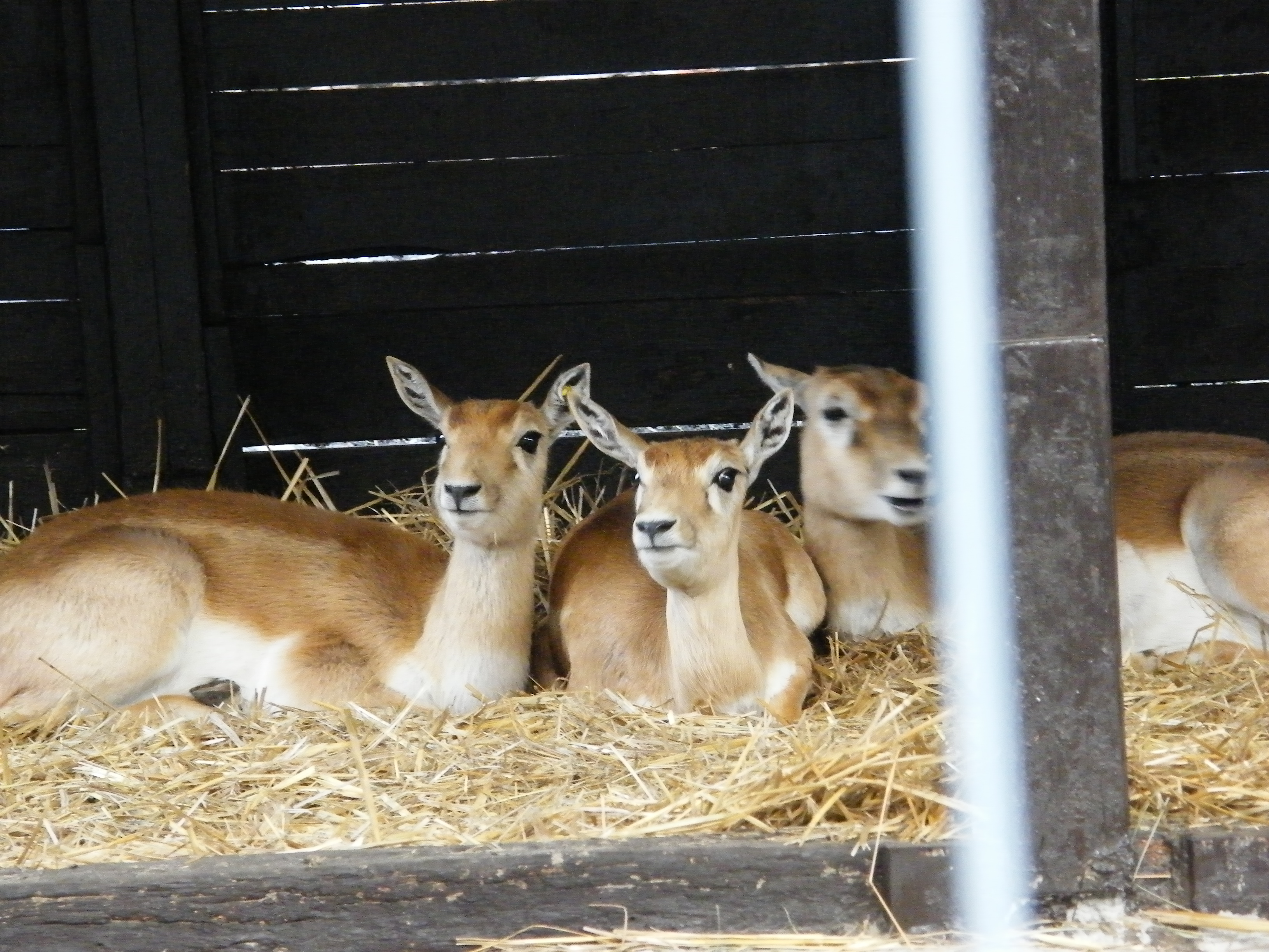 Å zek | Pics4Learning