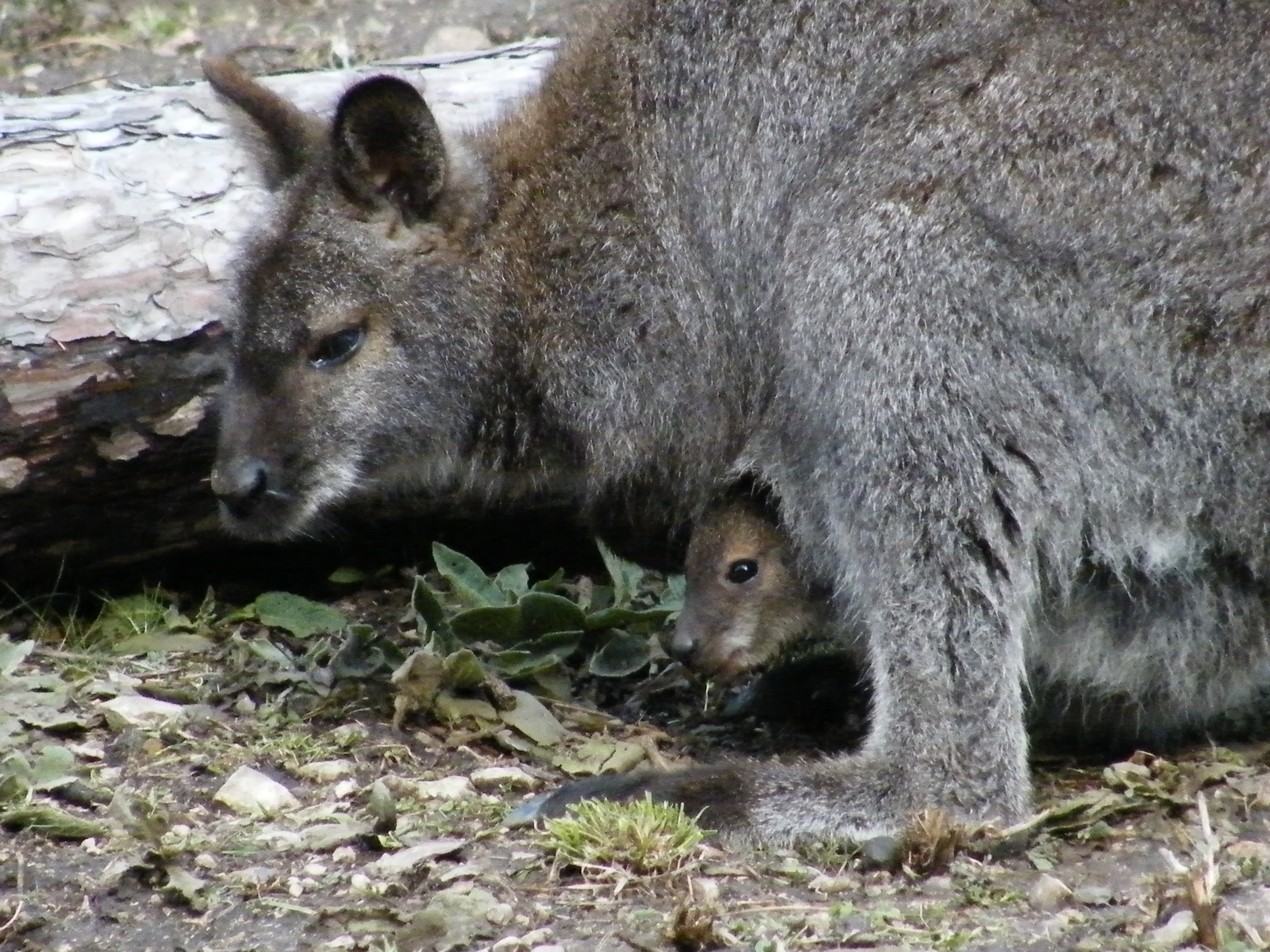 Kangoroo | Pics4Learning