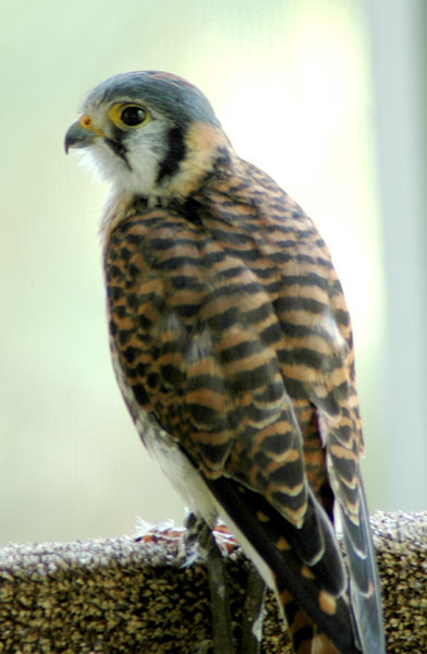 kestrel | Pics4Learning