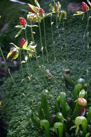 Pitcher Plant in Flower | Pics4Learning