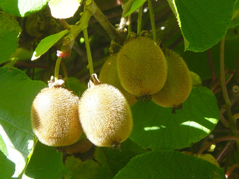 Kiwis | Pics4Learning