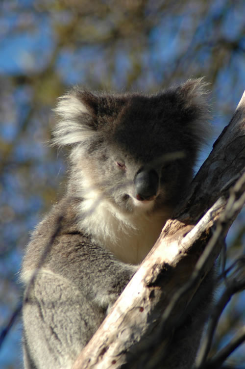 Koala | Pics4Learning