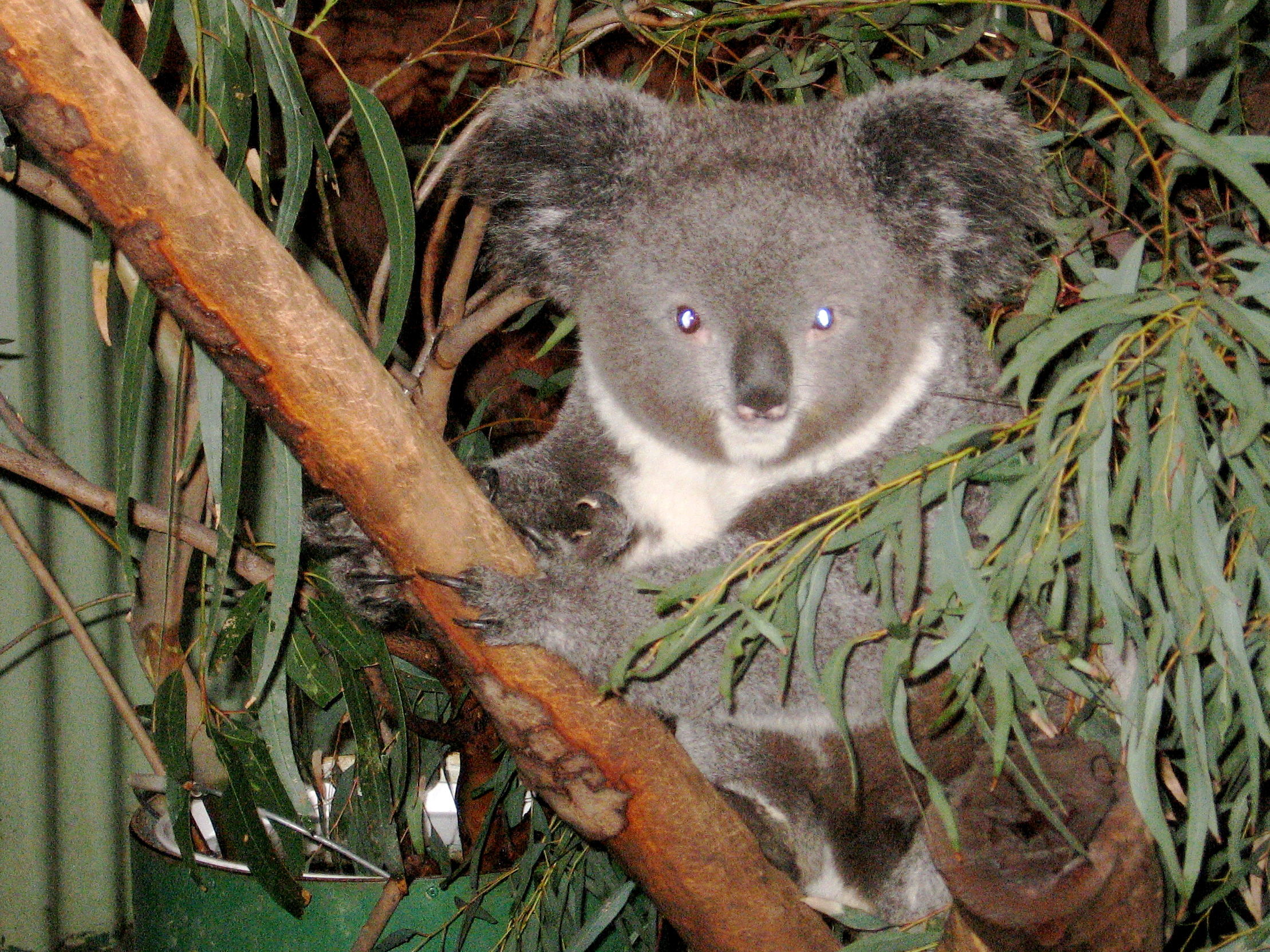Koala in tree | Pics4Learning