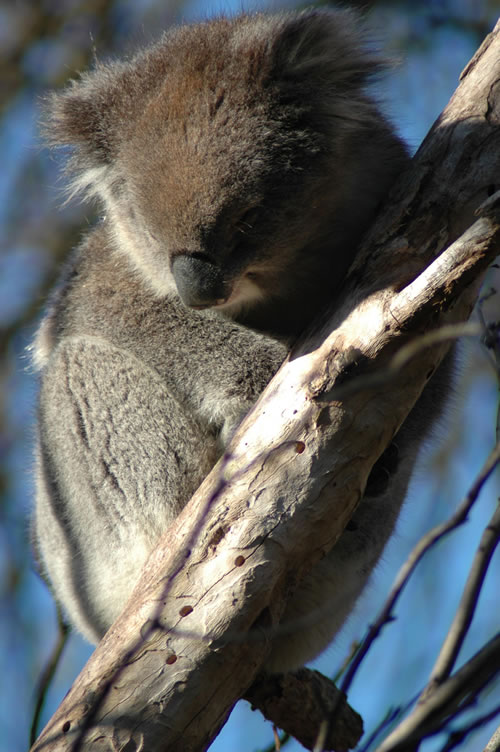 Koala | Pics4Learning
