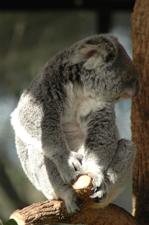 Koala | Pics4Learning