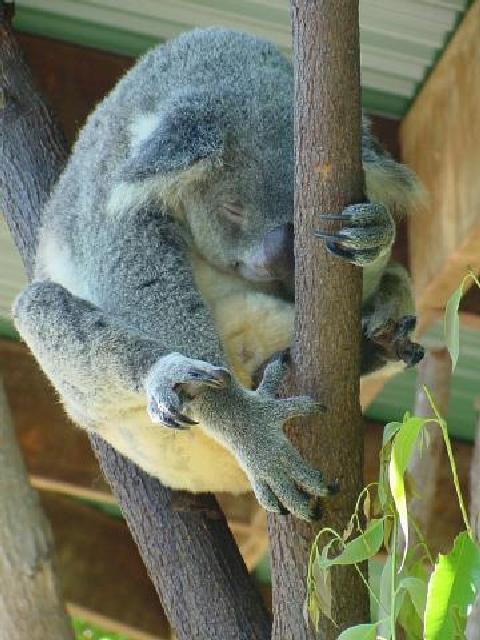 Sleeping Koala | Pics4Learning